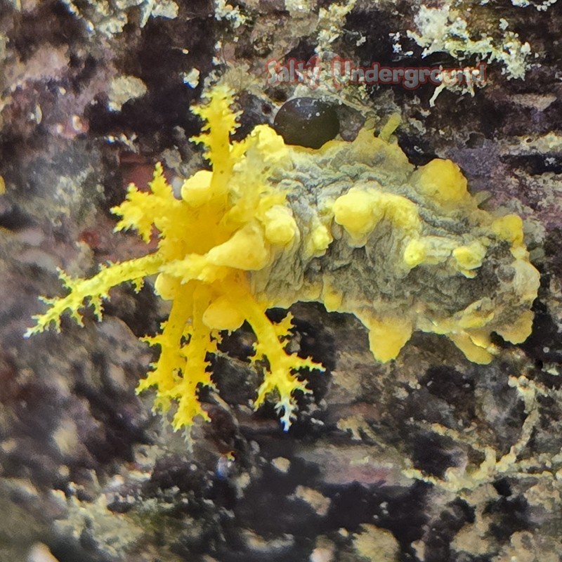 Salty Underground: Robust Sea Cucumber (Cucumaria Robustus)