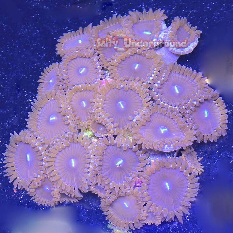 Zoa Flatworms