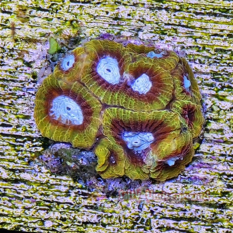 Salty Underground: Ultron Favia