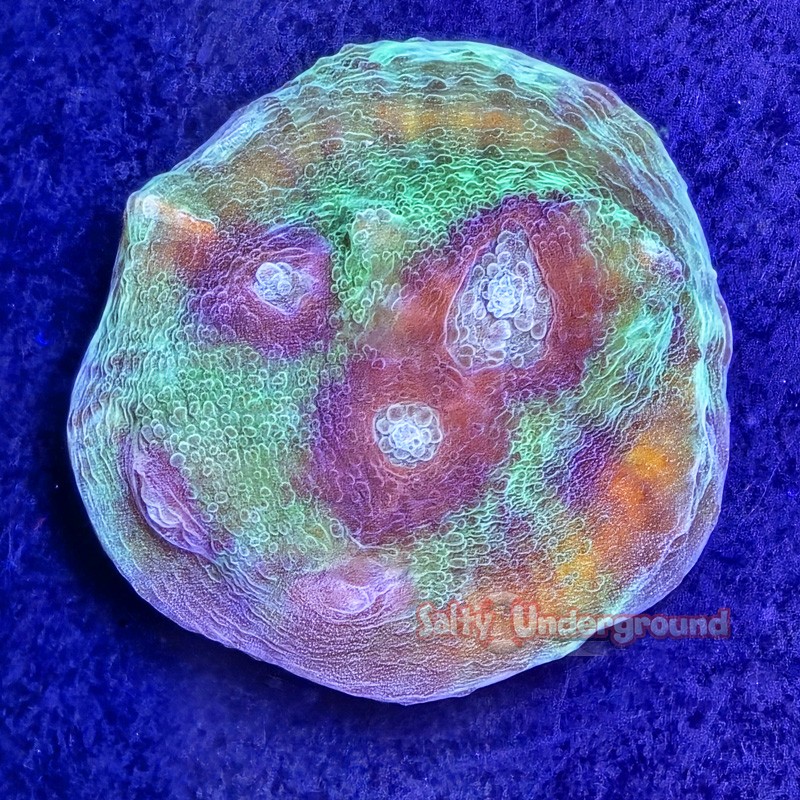 Salty Underground: Candy Corn Chalice