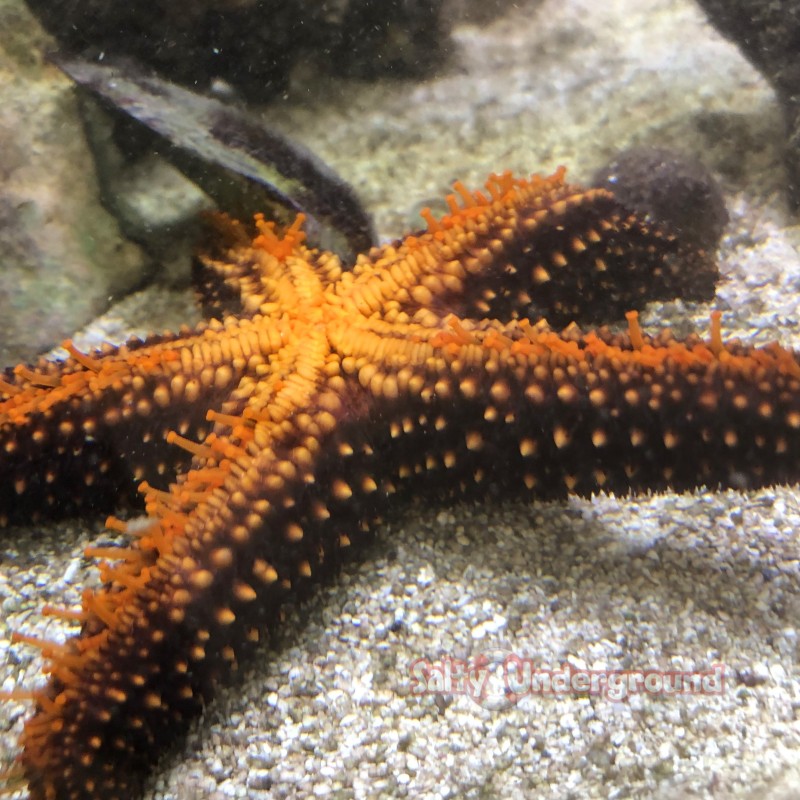 Salty Underground: Florida Common Starfish (Oreaster reticulatus)