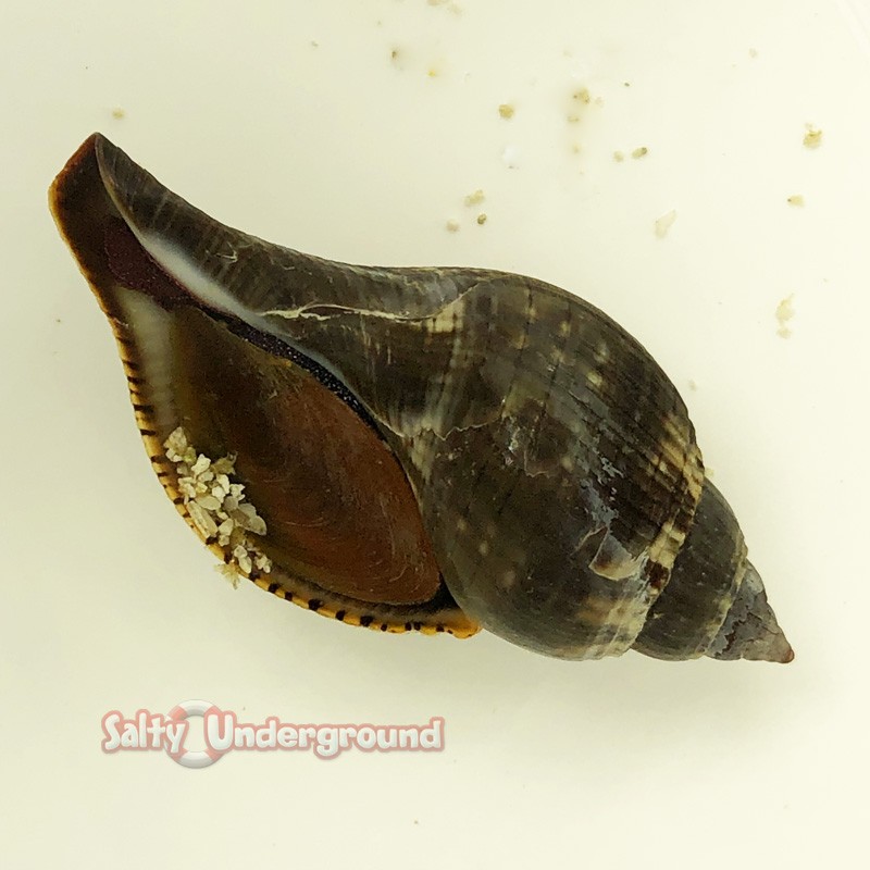 Salty Underground: Marine Snails