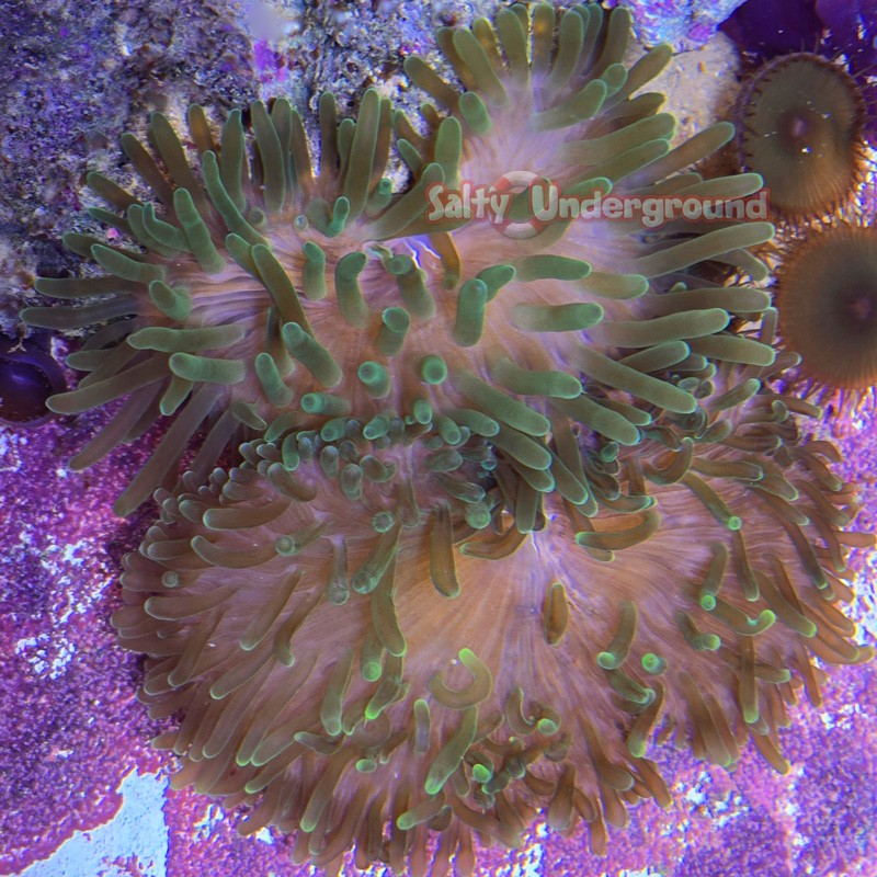 Sea Anemones | Colorful & Hardy Anemones for Reefs