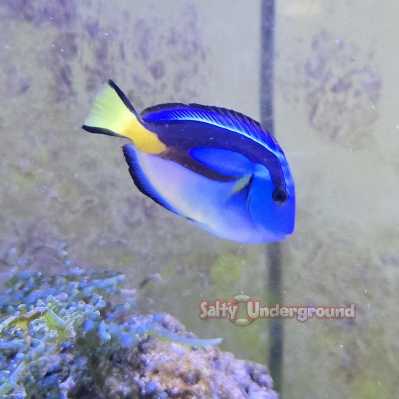 Salty Underground: Yellow Belly Blue Hippo Tang (Paracanthurus hepatus)
