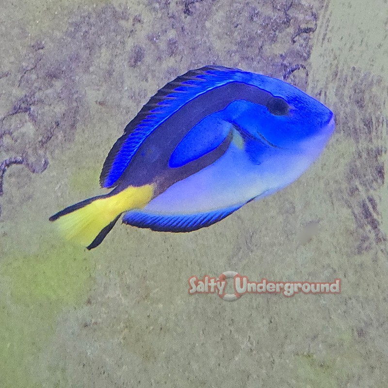 Salty Underground: Yellow Belly Blue Hippo Tang (Paracanthurus hepatus)