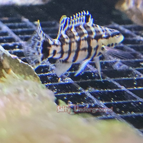 Salty Underground: Harlequin Basslet