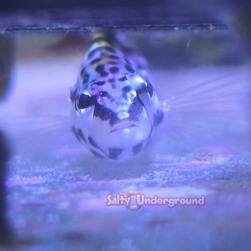 Salty Underground: Harlequin Basslet