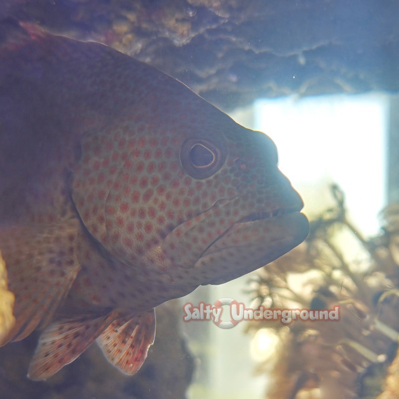Salty Underground: Strawberry Grouper Large 9-10 Inches