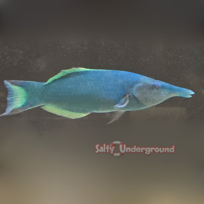 Salty Underground: Blue Bird Wrasse (Gomphosus Caeruleus)