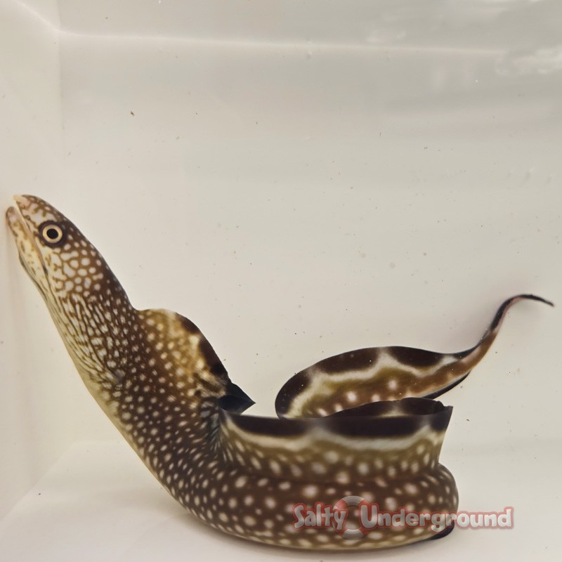 Salty Underground: Blackedge Moray Eel (Gymnothorax saxicola)