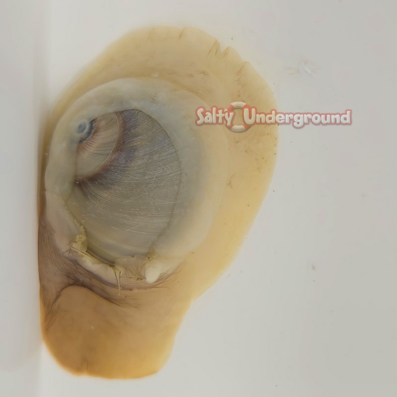 Salty Underground: Moon Snail (Naticidae Sp.)