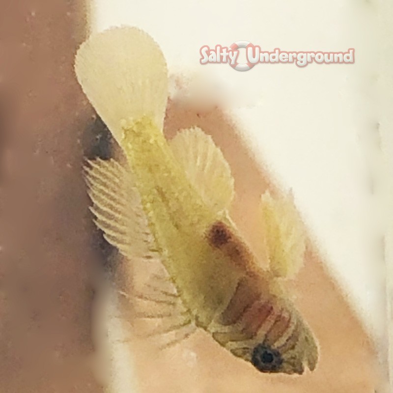 Salty Underground: Cincta Goby