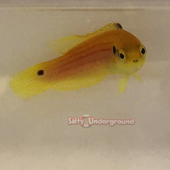 Salty Underground: Yellow Candy Hogfish Bodianus bimaculatus