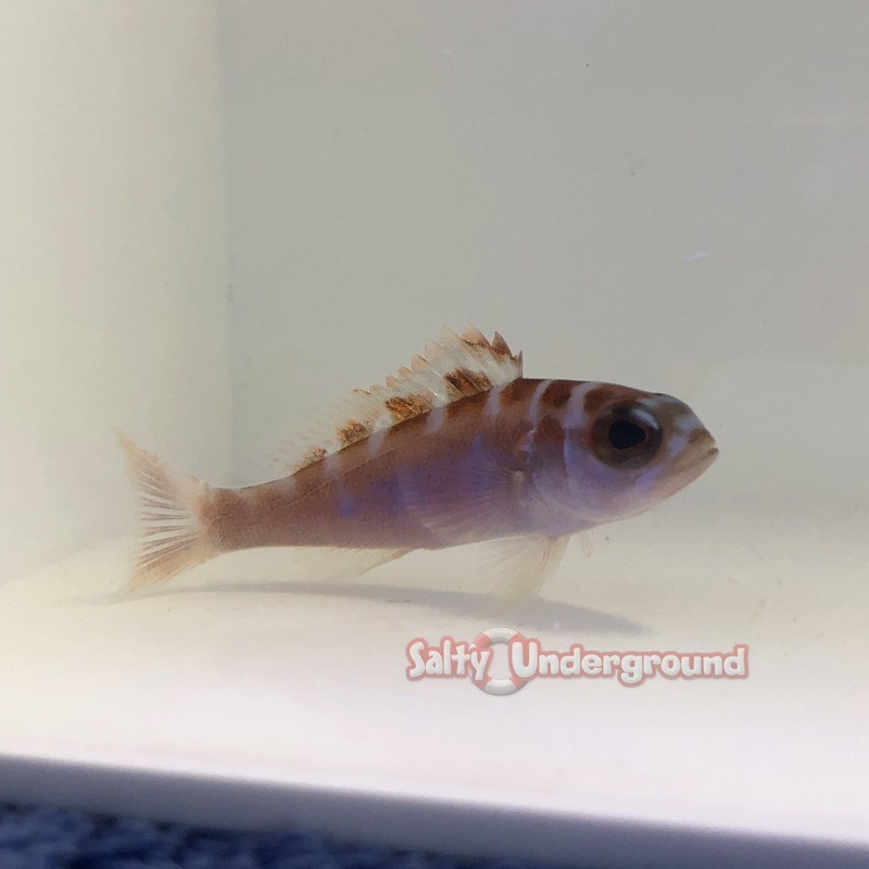 Salty Underground: Chalk Basslet