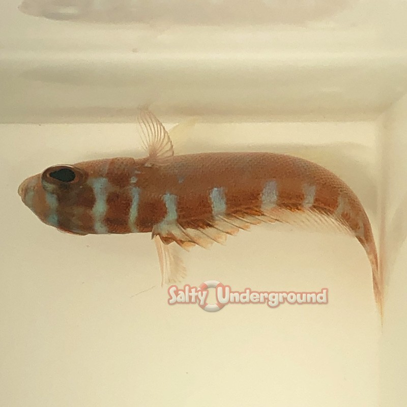 Salty Underground: Chalk Basslet