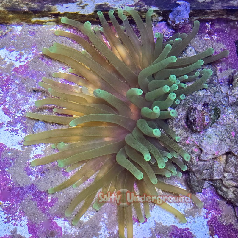 Salty Underground: Lime Green Tip Anemone (Condylactis gigantea)