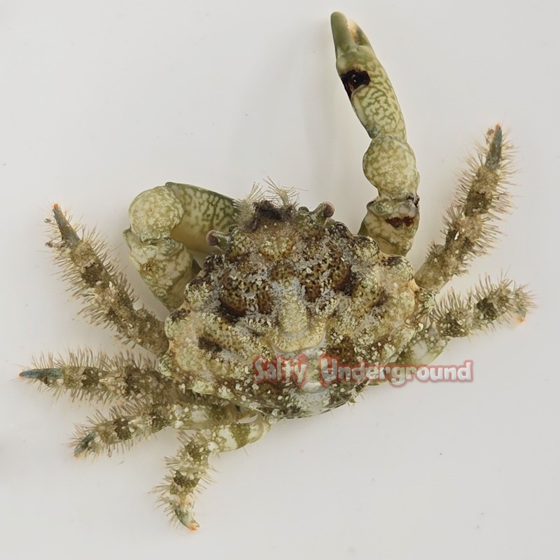 Salty Underground: Mosaic Emerald Crab (Mithrax sculptus)