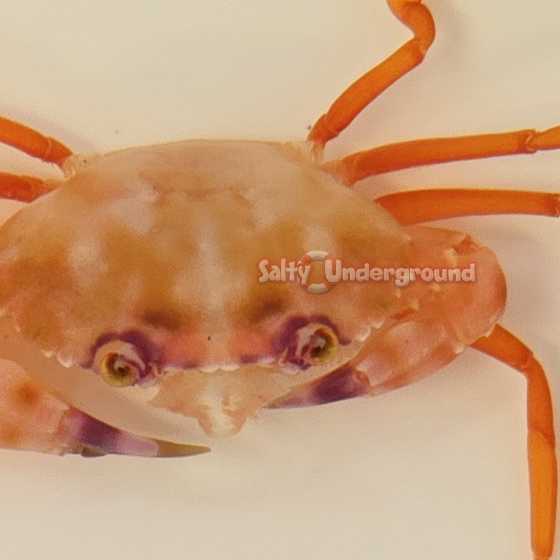 Salty Underground: Violet Eye Swimming Crab (Carupa tenuipes)