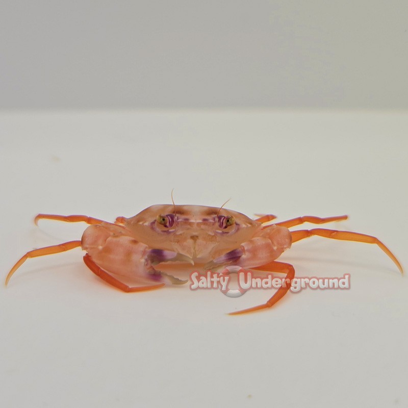 Salty Underground: Violet Eye Swimming Crab (Carupa tenuipes)