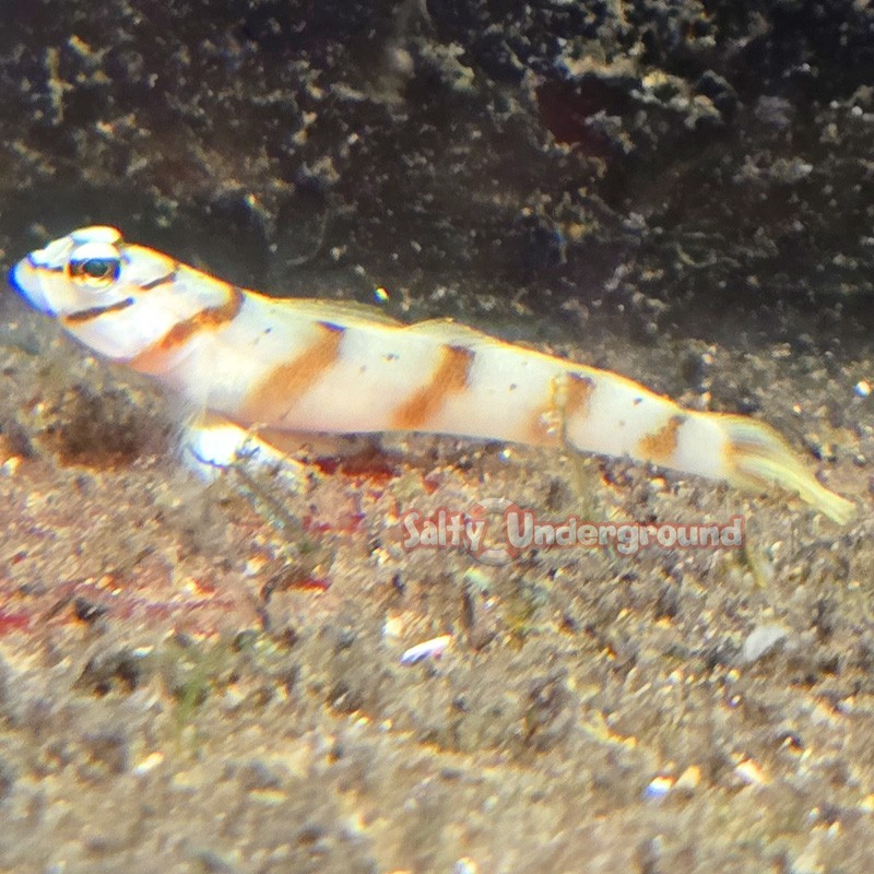 Salty Underground: Steinitzi Goby (Amblyeleotris steinitzi)