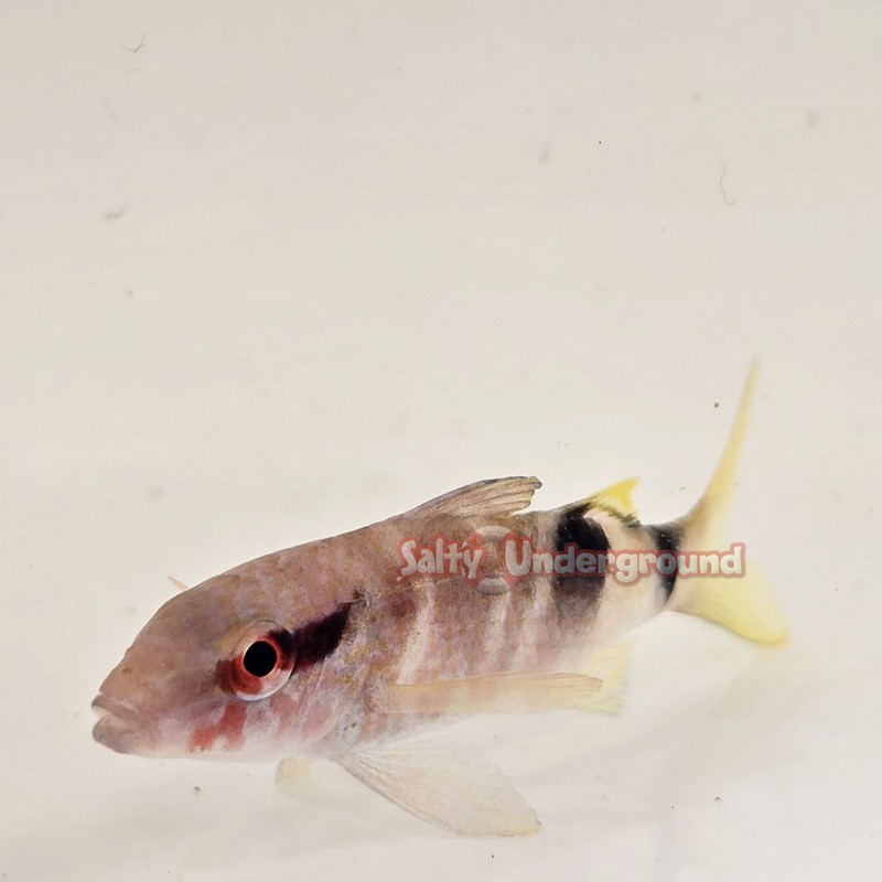 Elegant Goatfish or Red Mullet for Dynamic Reef Ecosystems