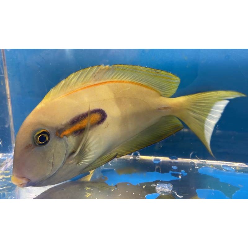 Salty Underground: Orange Shoulder Tang -Yellow Juvenile (Acanthurus ...