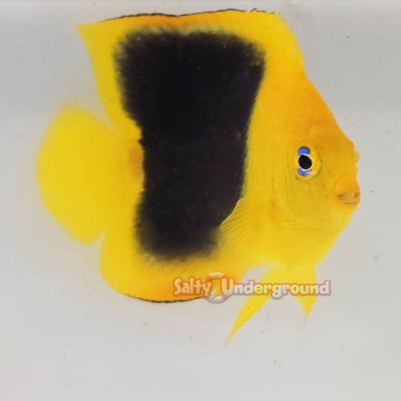 Salty Underground: Rock Beauty Angelfish (Holacanthus Tricolor)