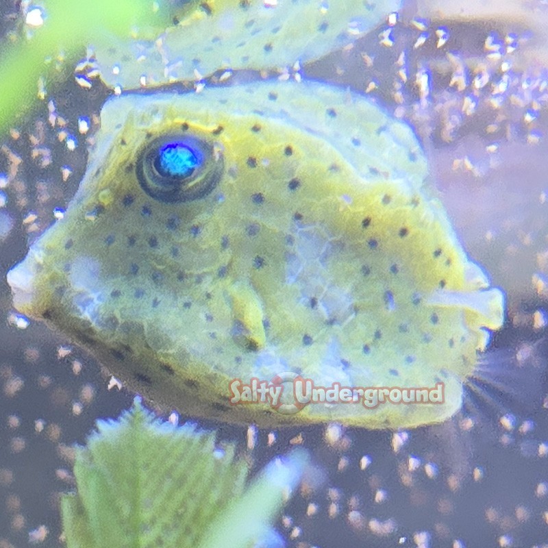 Salty Underground: Boston Bean Boxfish