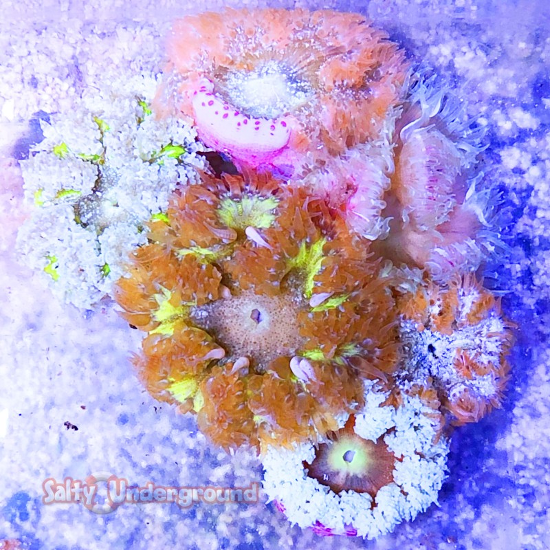 Salty Underground: Ultra Rock Flower Anemone - Green