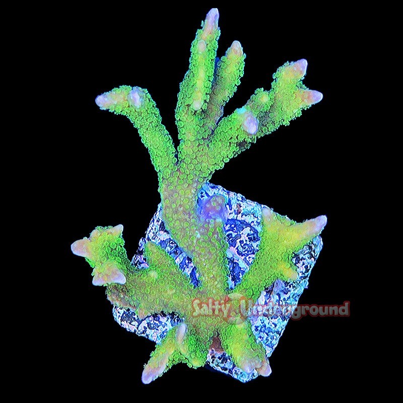 Salty Underground: Montipora Digitata Neon Green