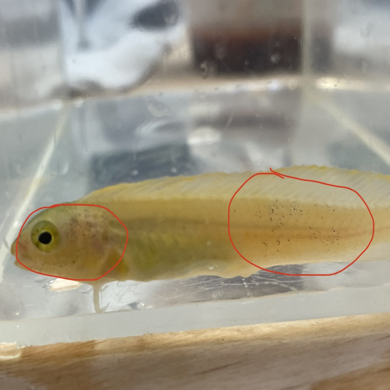 Salty Underground: Marine Velvet vs Ich