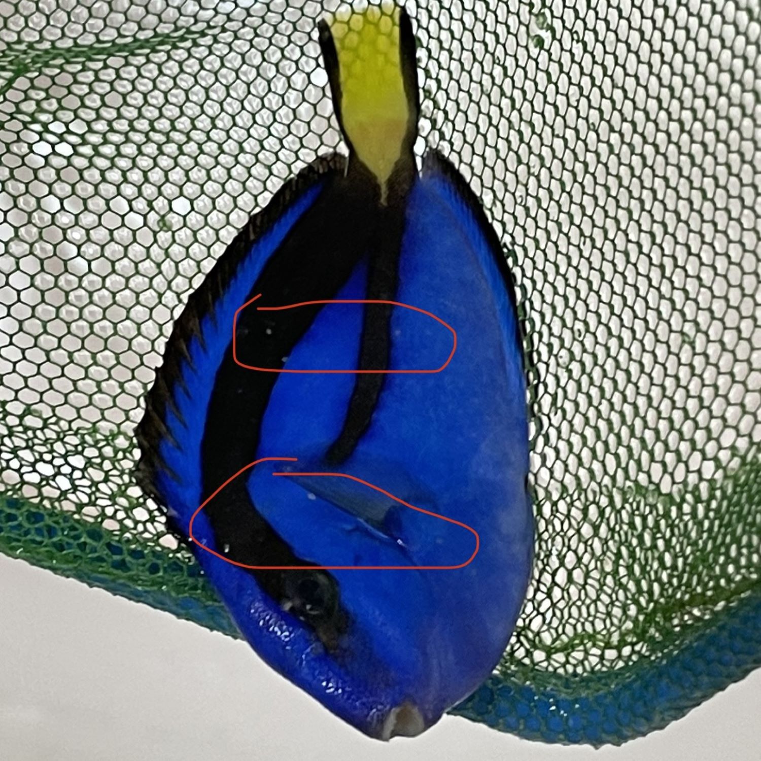 Salty Underground: Marine Velvet vs Ich