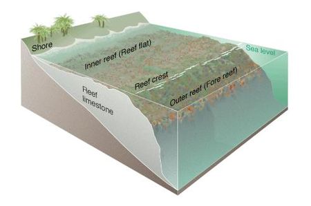 Salty Underground: Types of Coral Reef Zones