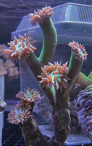 Salty Underground: Common Coral Growth Forms